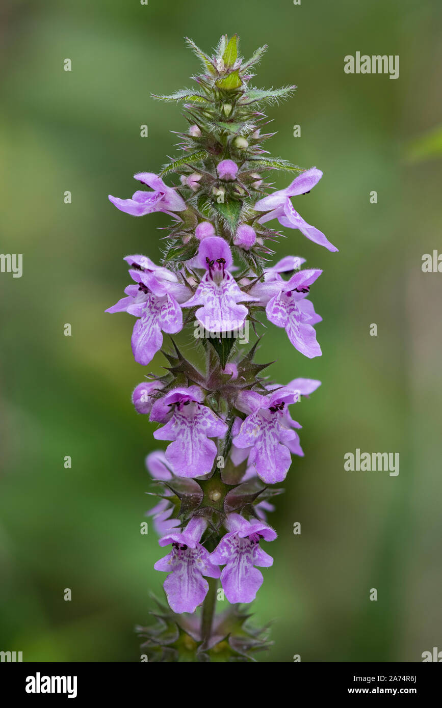 Terminal spike hi-res stock photography and images - Alamy