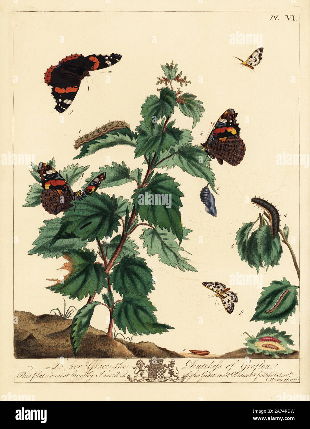 Red admiral, Vanessa atalanta, and small magpie moth, Anania hortulata ...