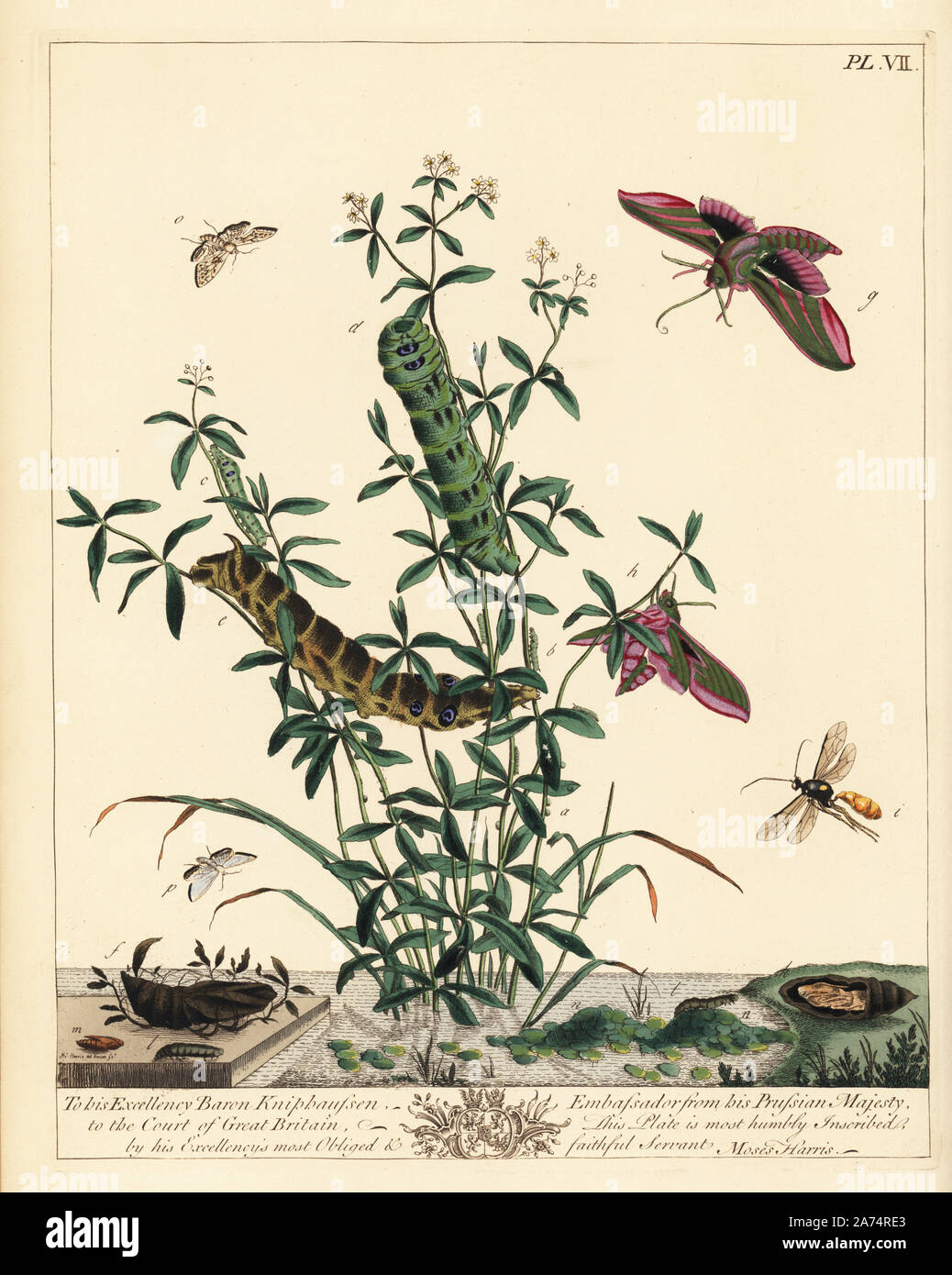 China mark moth caterpillar hi-res stock photography and images - Alamy