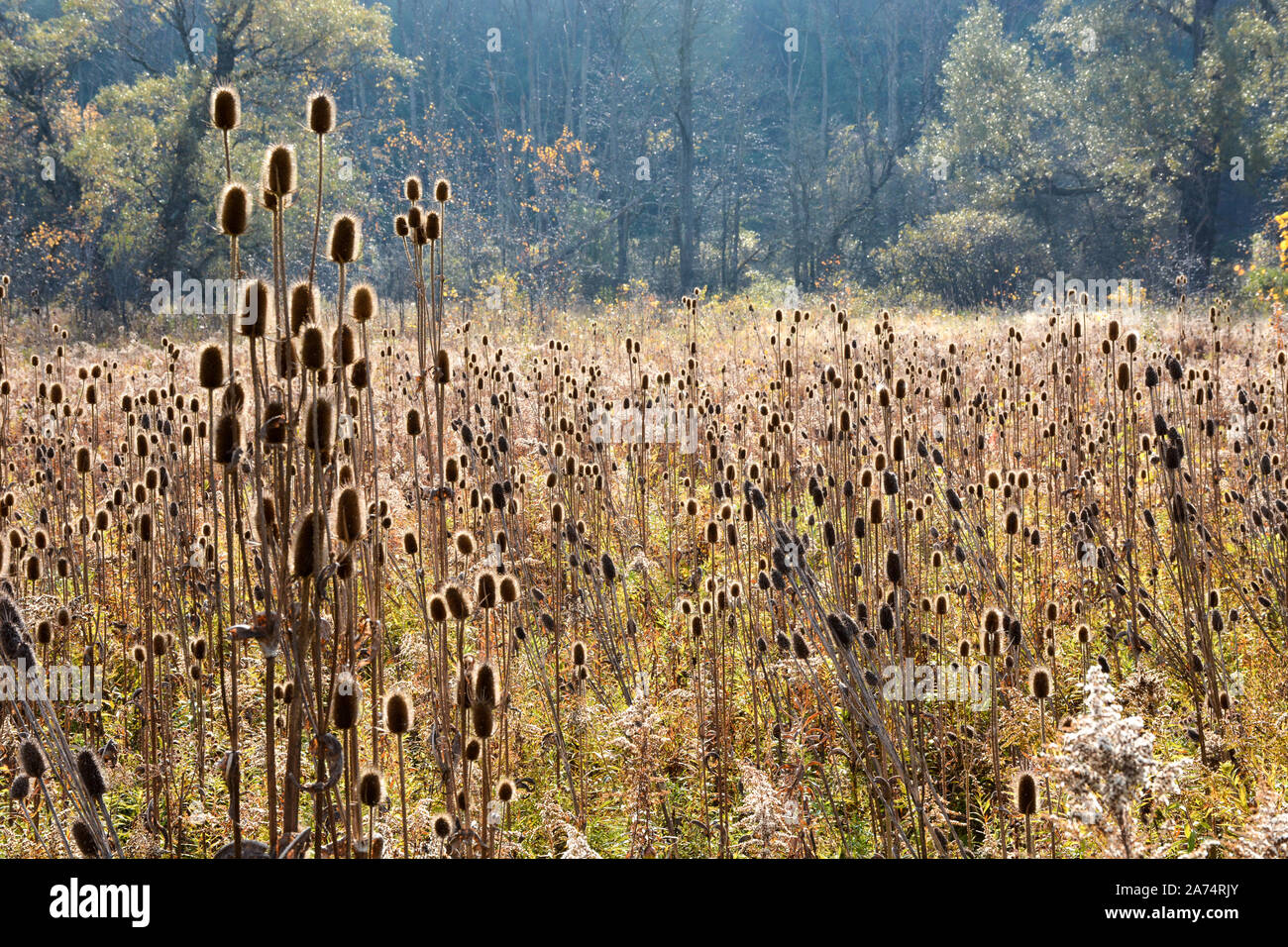 Weeds on an autumn day backlit with morning sun Stock Photo - Alamy