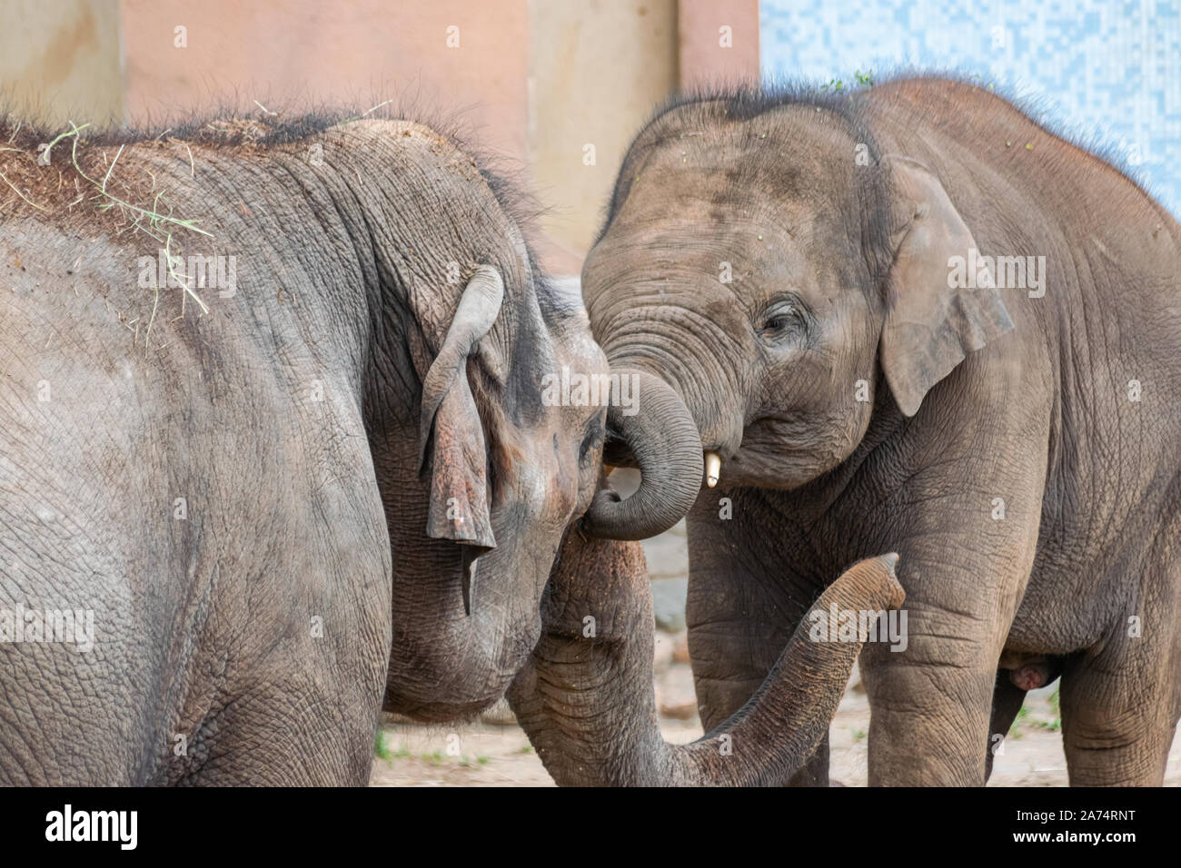 Young Indian elephants (Elephas maximus), playing together Stock Photo ...