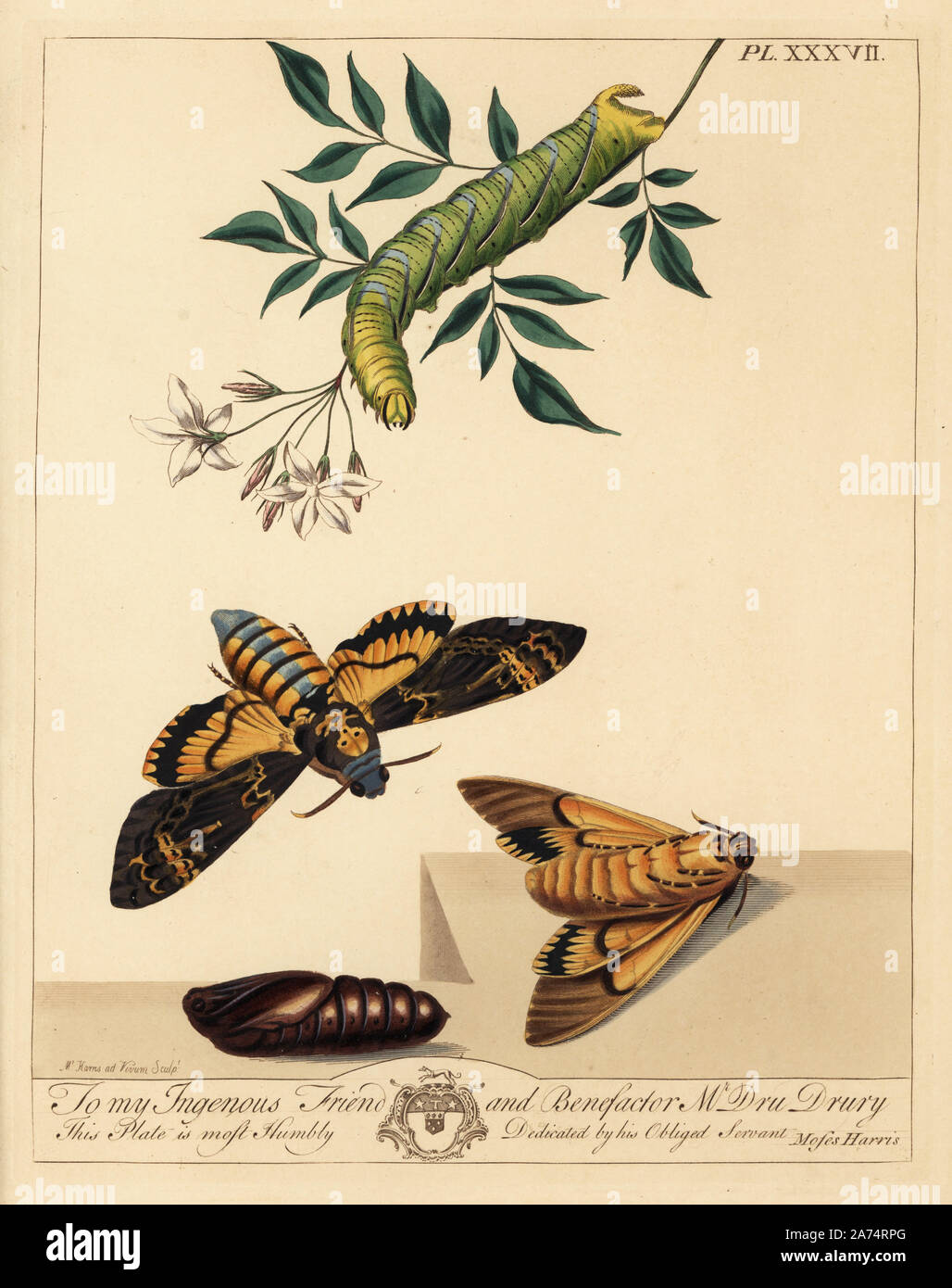 Death's head, bee tiger or jasmine hawk-moth, Acherontia atropos, with ...