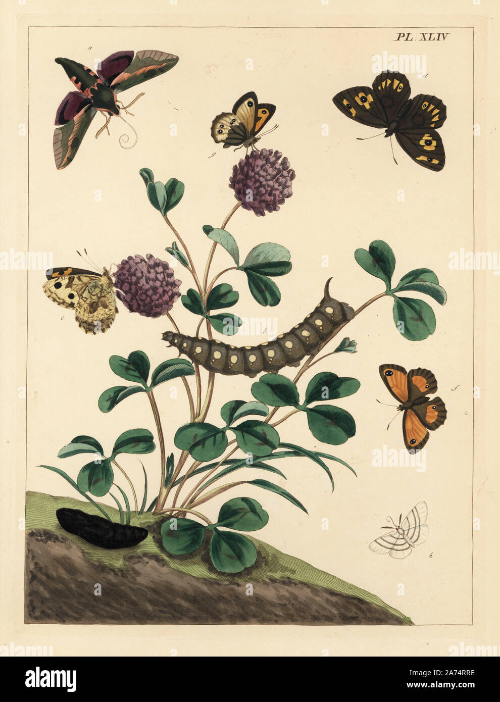 Gatekeeper butterfly caterpillar hi-res stock photography and images ...