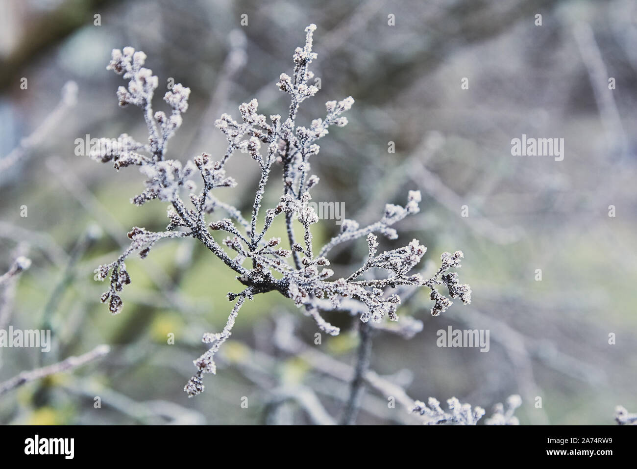 a tree branch in the frost covered with hoarfrost Stock Photo - Alamy