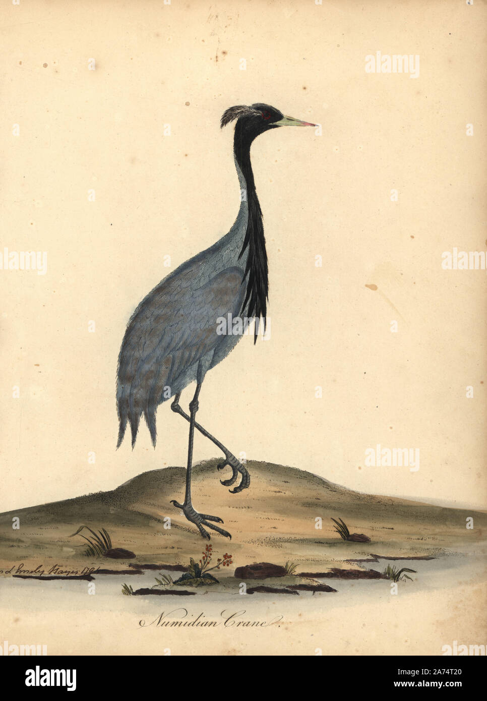 Numidian crane hi-res stock photography and images - Alamy