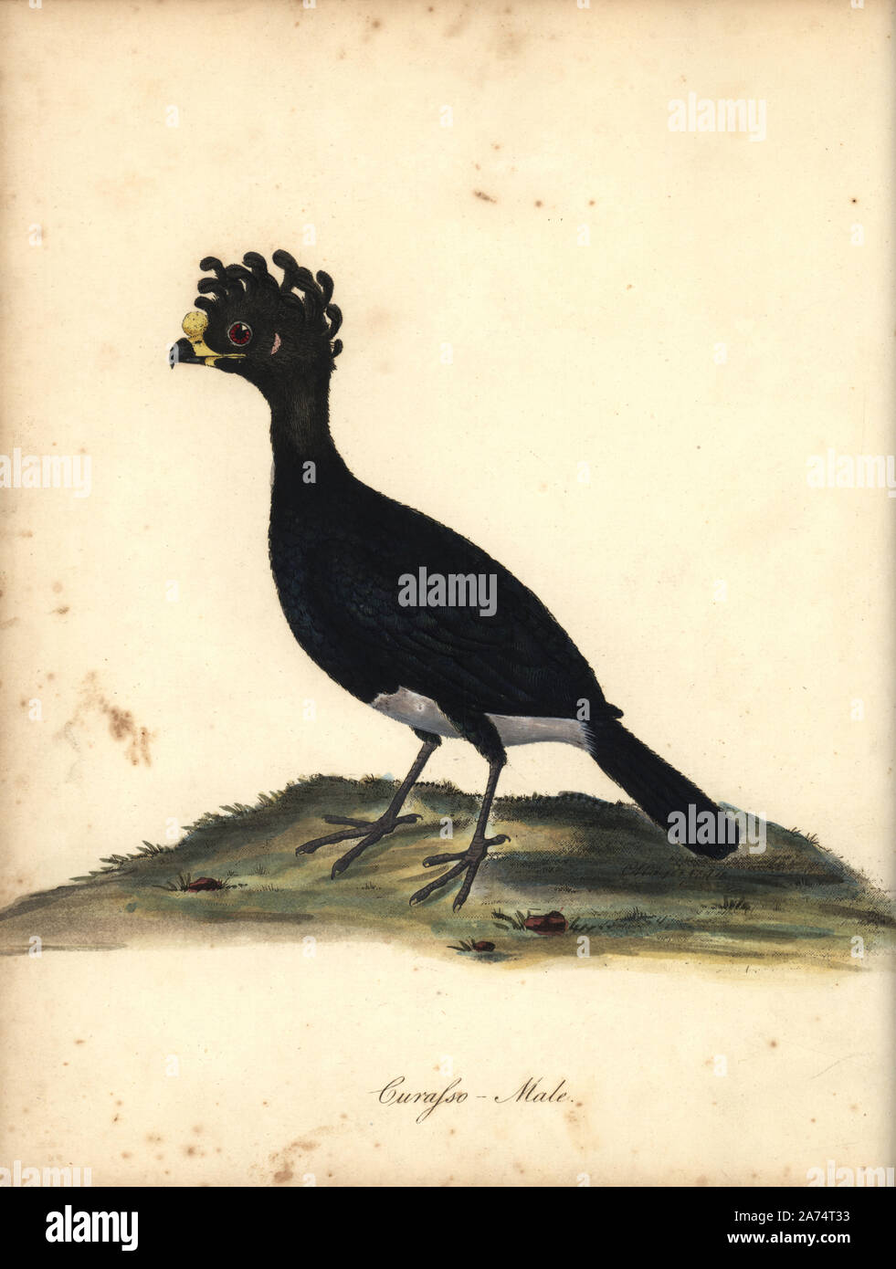 Yellow-knobbed curassow, Crax daubentoni, male. (Curasso, Crax ...