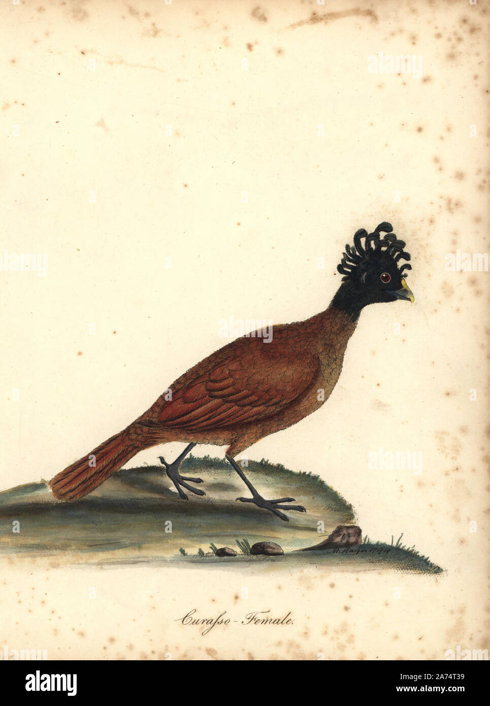 Great curassow, Crax rubra, female. (Curasso, Crax rubra) Vulnerable ...