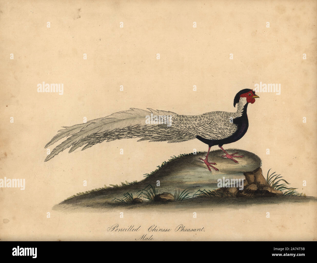 Silver pheasant, Lophura nycthemera, male. (Pencilled Chinese pheasant ...