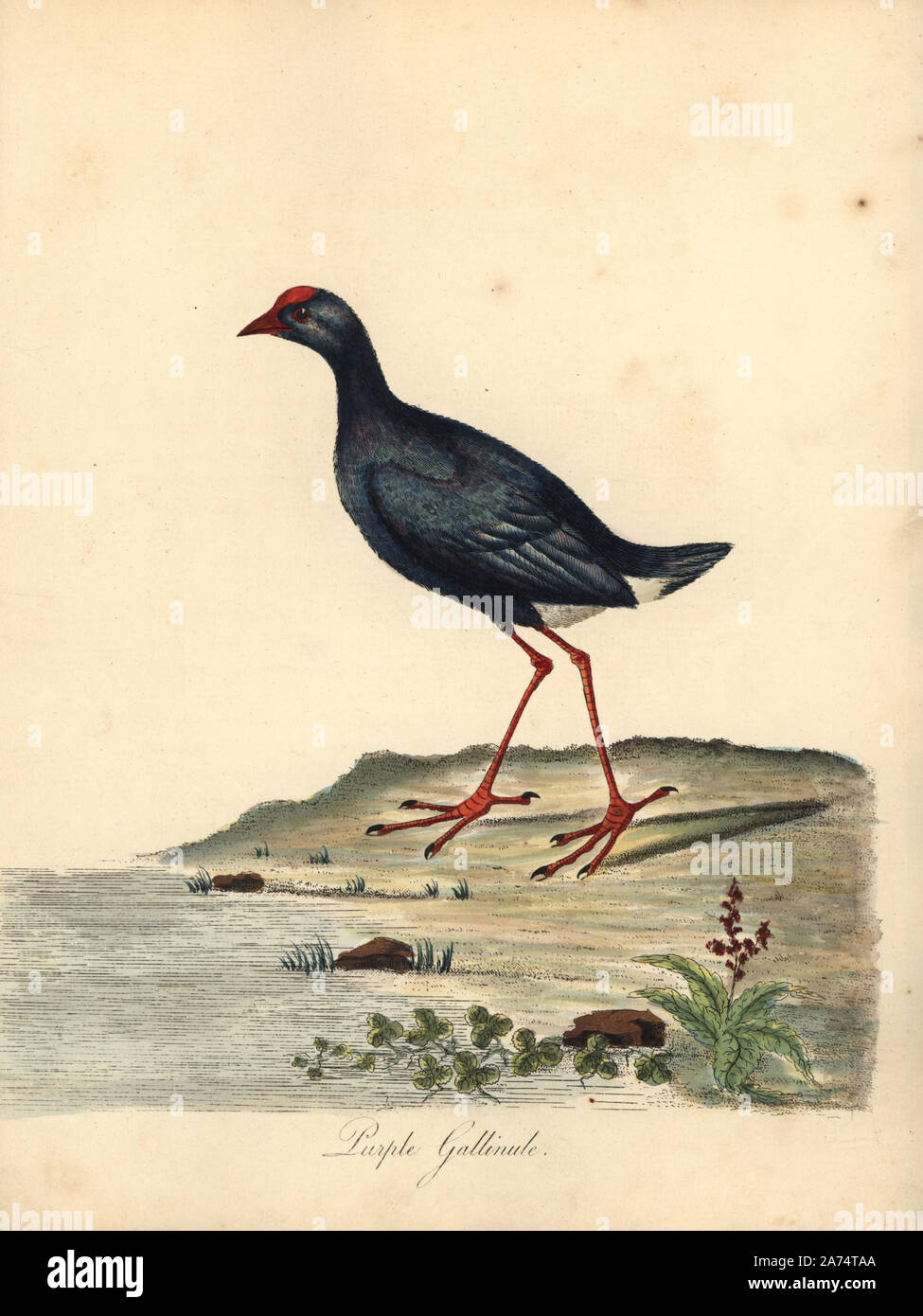 Purple swamphen, Porphyrio porphyrio. (Purple gallinule, Fulica ...