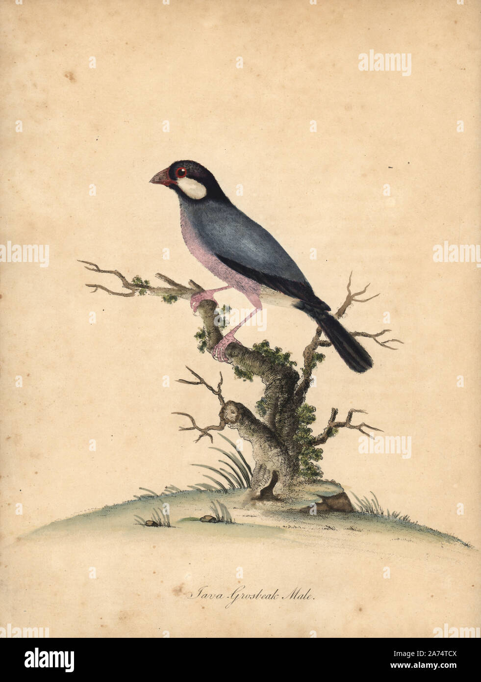 William sparrow hi-res stock photography and images - Alamy