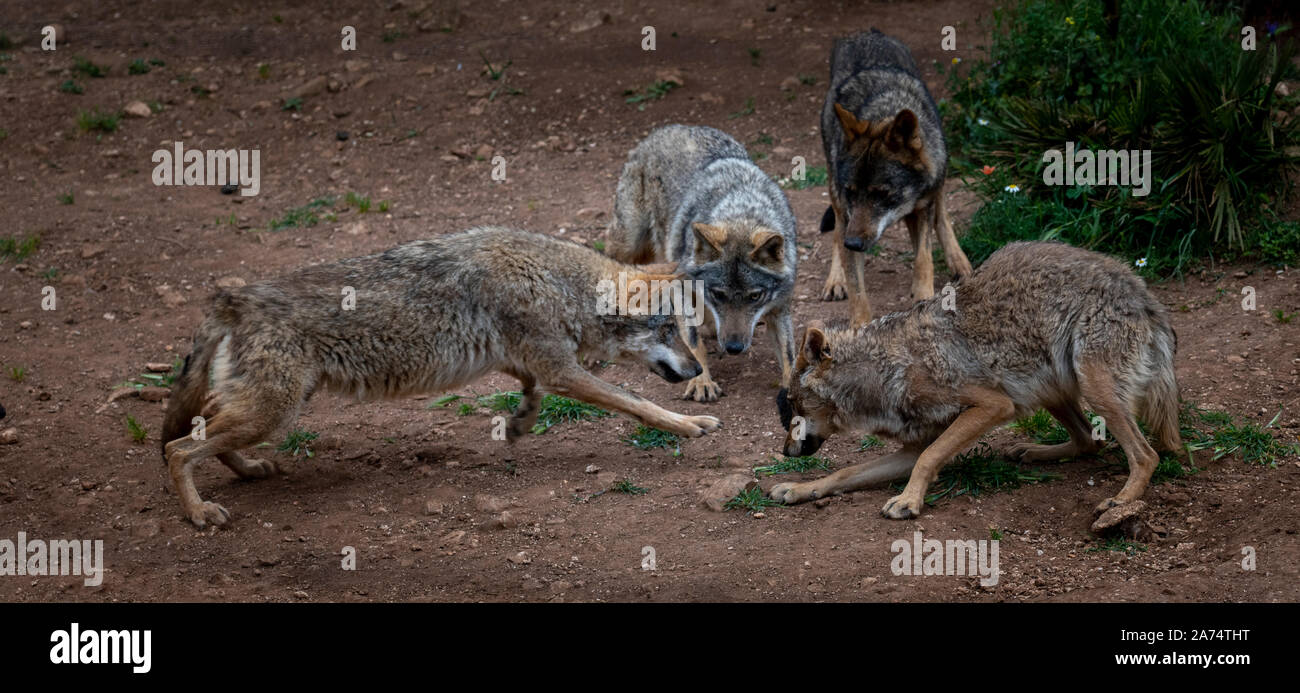 Fighting lobo hi-res stock photography and images - Alamy