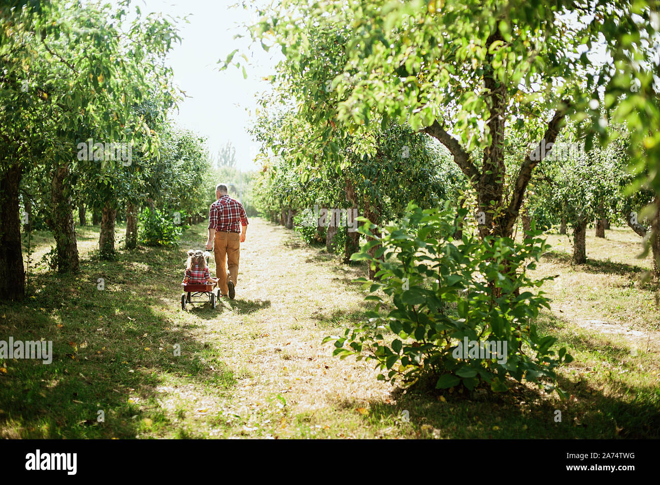 grandfather with granddaughter with Apple in the Apple Orchard ...