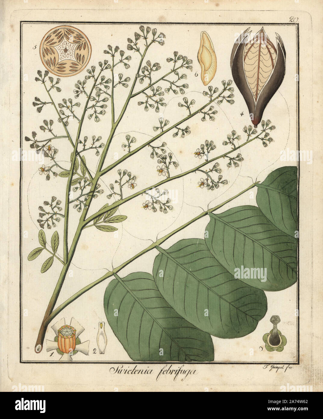 Rohan bark tree, Soymida febrifuga. Handcoloured copperplate engraving ...