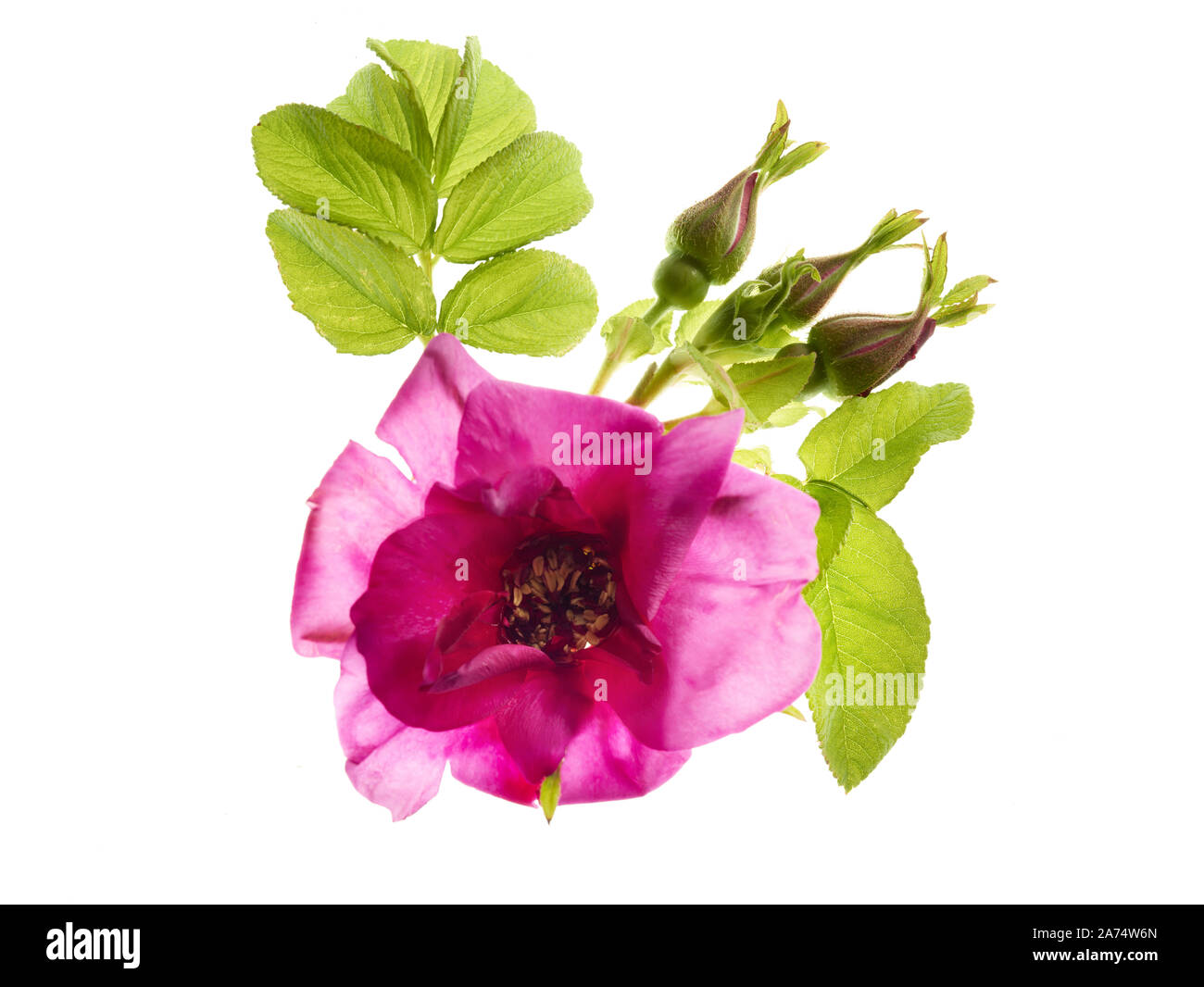 Rose on white hi-res stock photography and images - Alamy