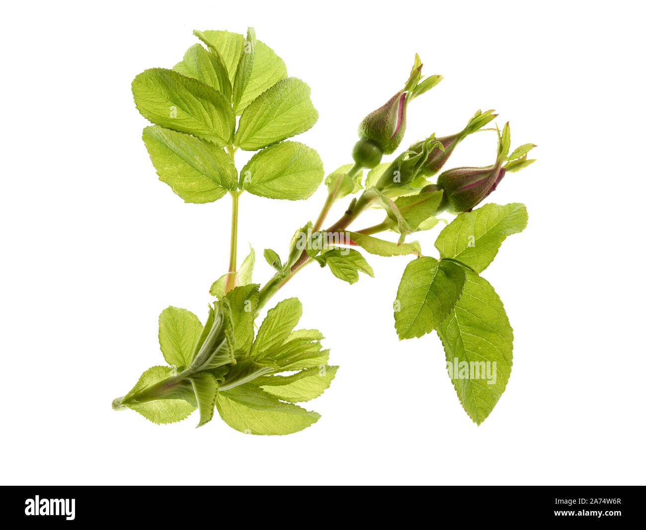 Rose on white Cut Out Stock Images & Pictures - Alamy