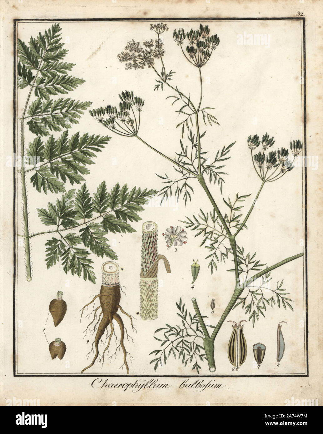 Turnip rooted chervil hi-res stock photography and images - Alamy