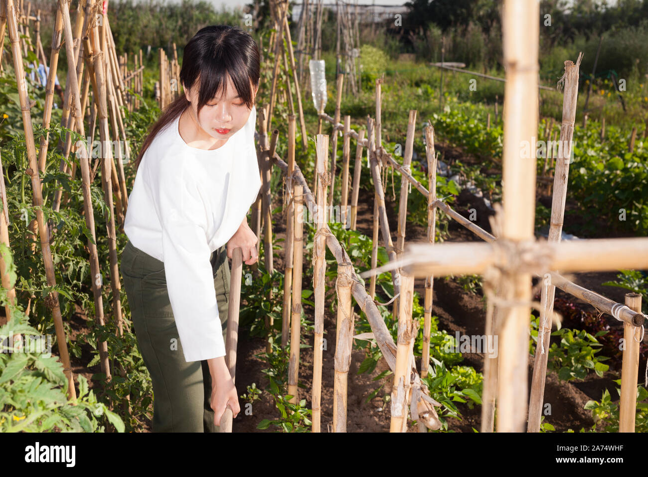 Asian female farmer weeding beds with tomatoes on her plantation Stock ...