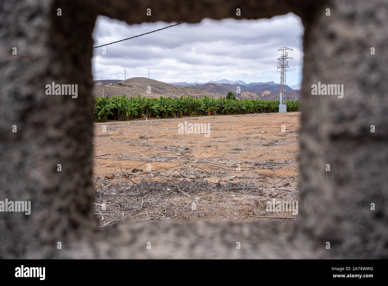 Banana plantation in the Canary Islands seen through the gaps of the ...