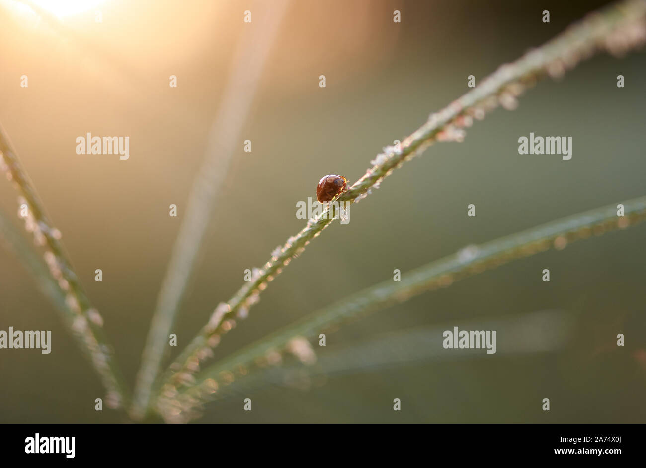 Ladybird in the grass hi-res stock photography and images - Alamy