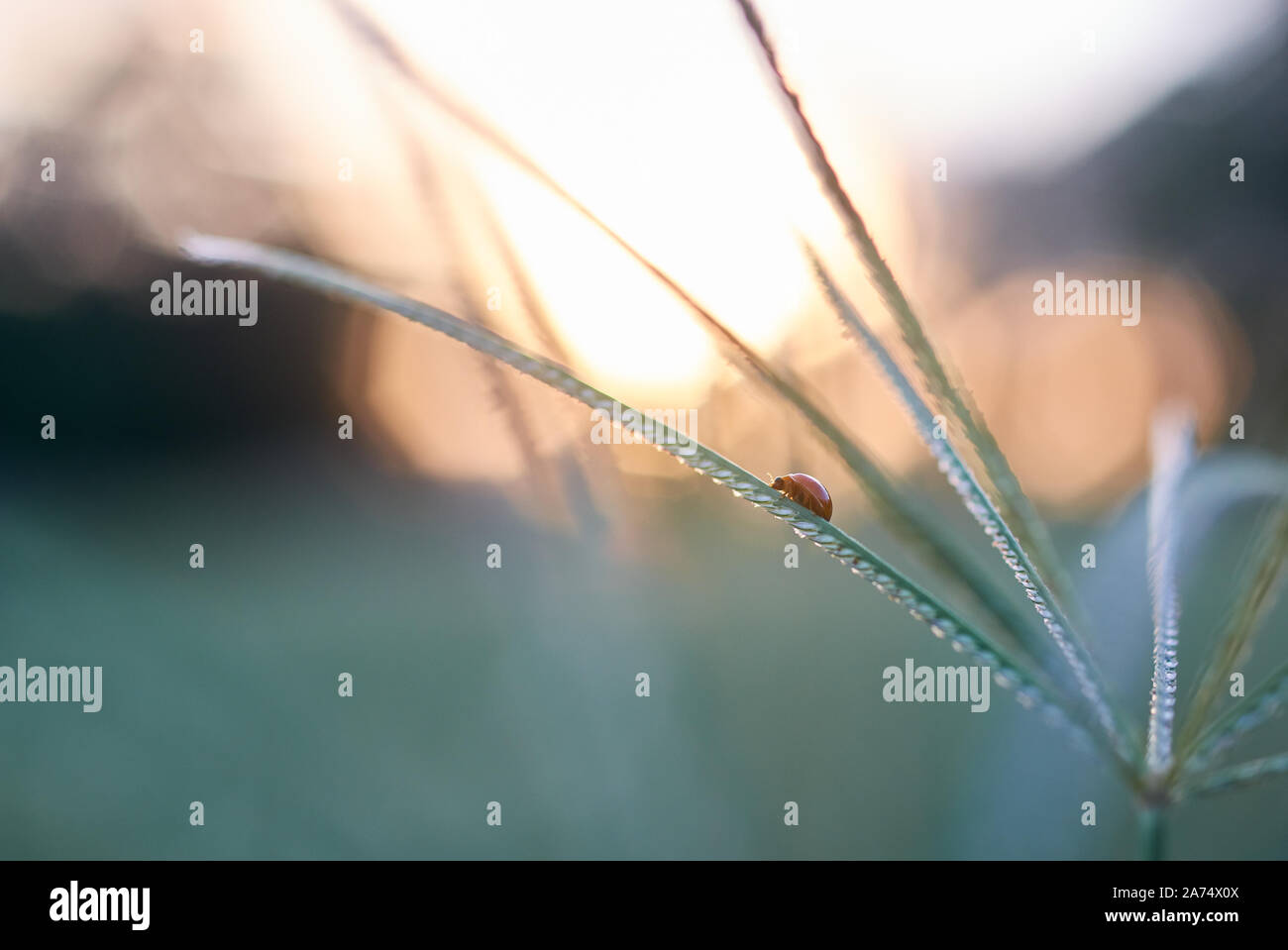 Summer Grass Winter Bug High Resolution Stock Photography and Images ...
