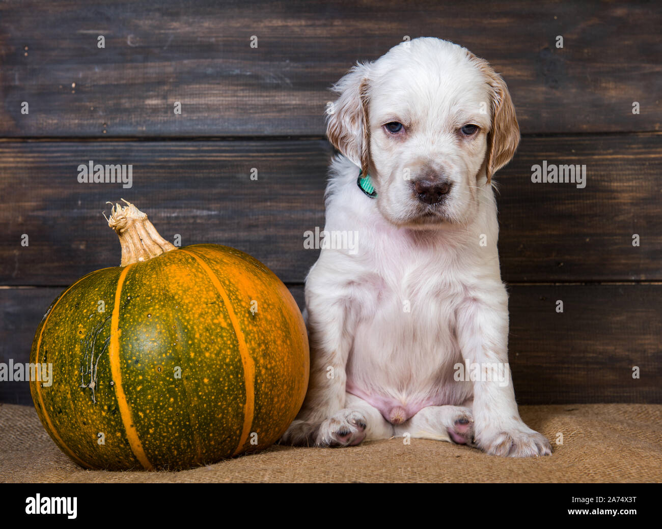 Cute funny white english setter puppy and orange little pumpkin ...