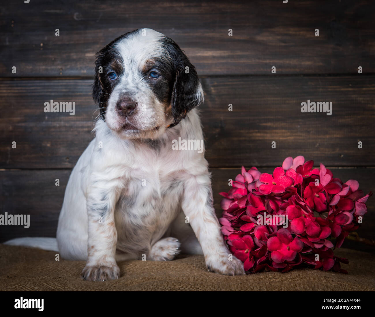 Cute Dog High Resolution Stock Photography and Images - Alamy