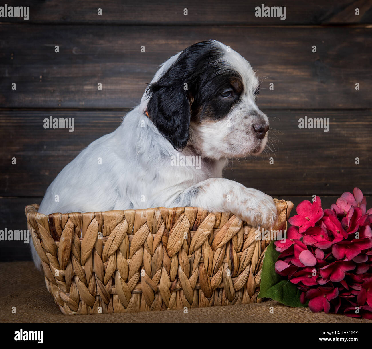 Cute English Setter puppy dog with blue eyes Stock Photo - Alamy