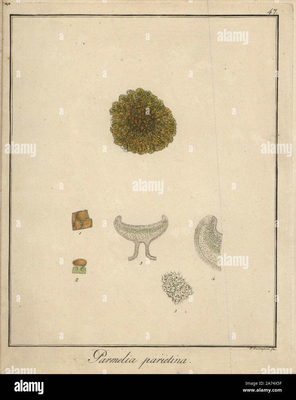 Lichen parmelia hi-res stock photography and images - Alamy