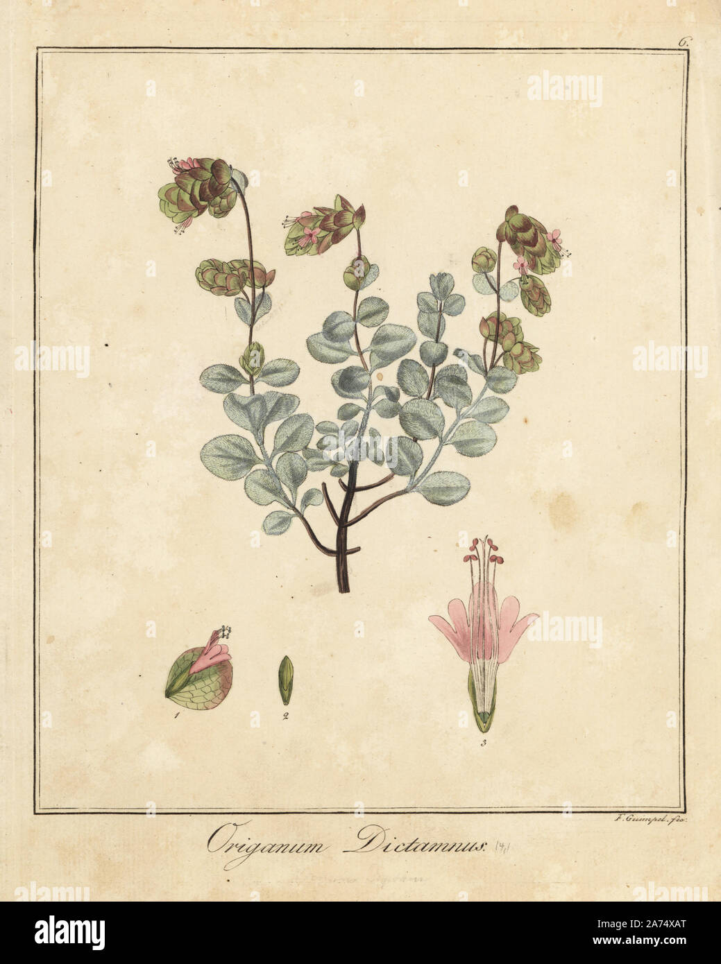 Dittany of Crete, Origanum dictamnus. Handcoloured copperplate ...