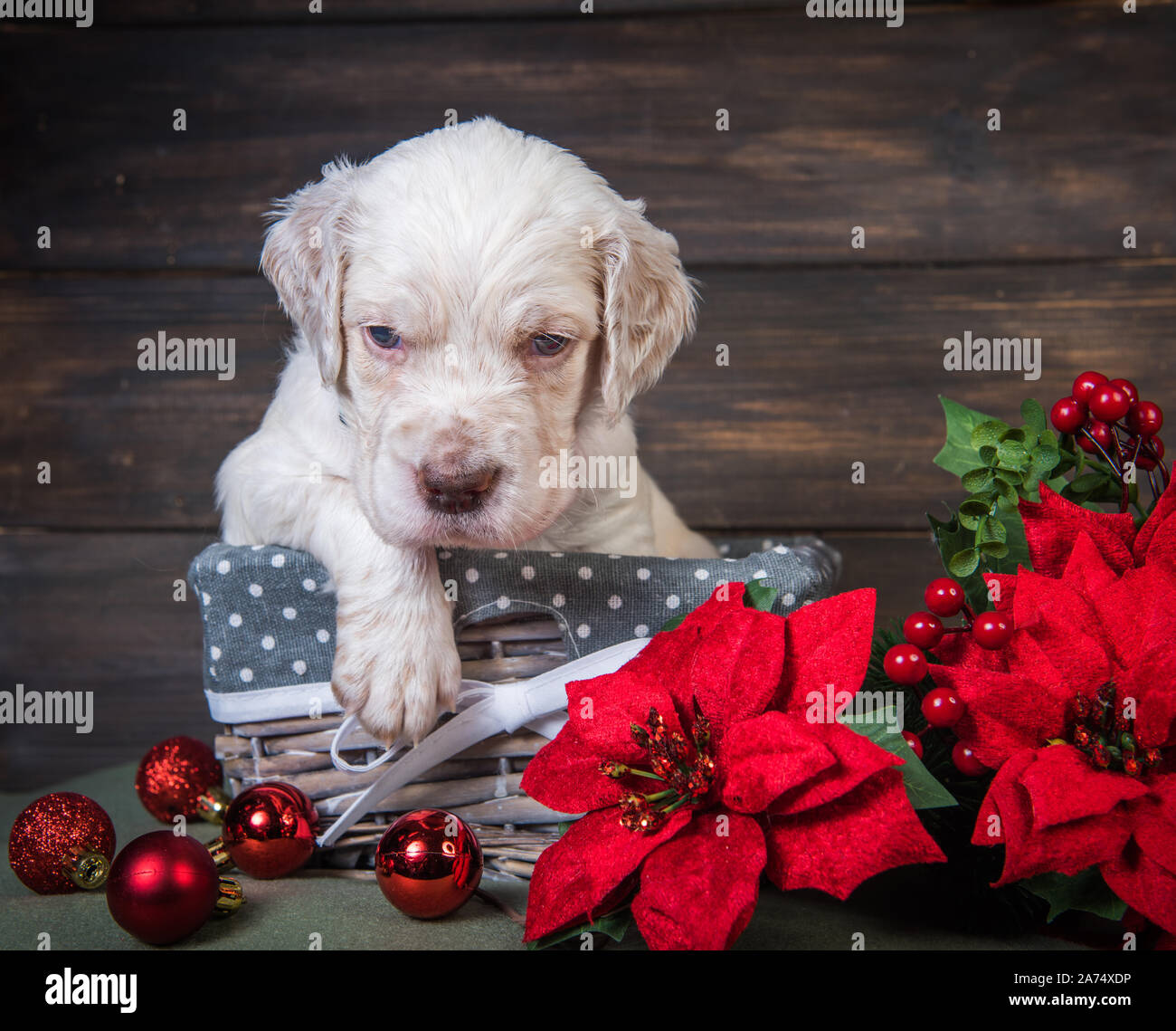 Red balls toys flowers hi-res stock photography and images - Alamy