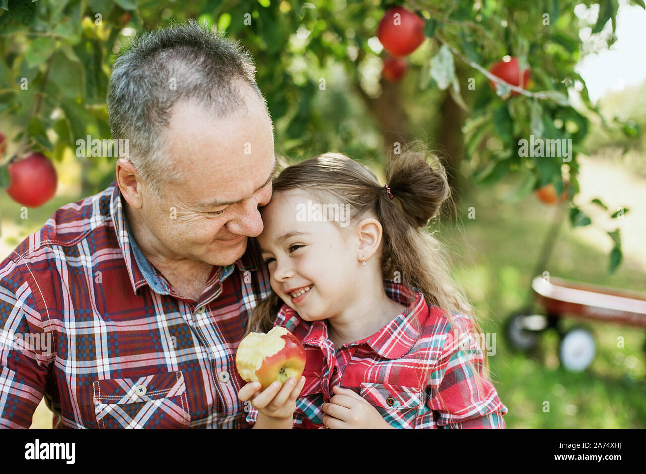 grandfather with granddaughter with Apple in the Apple Orchard ...