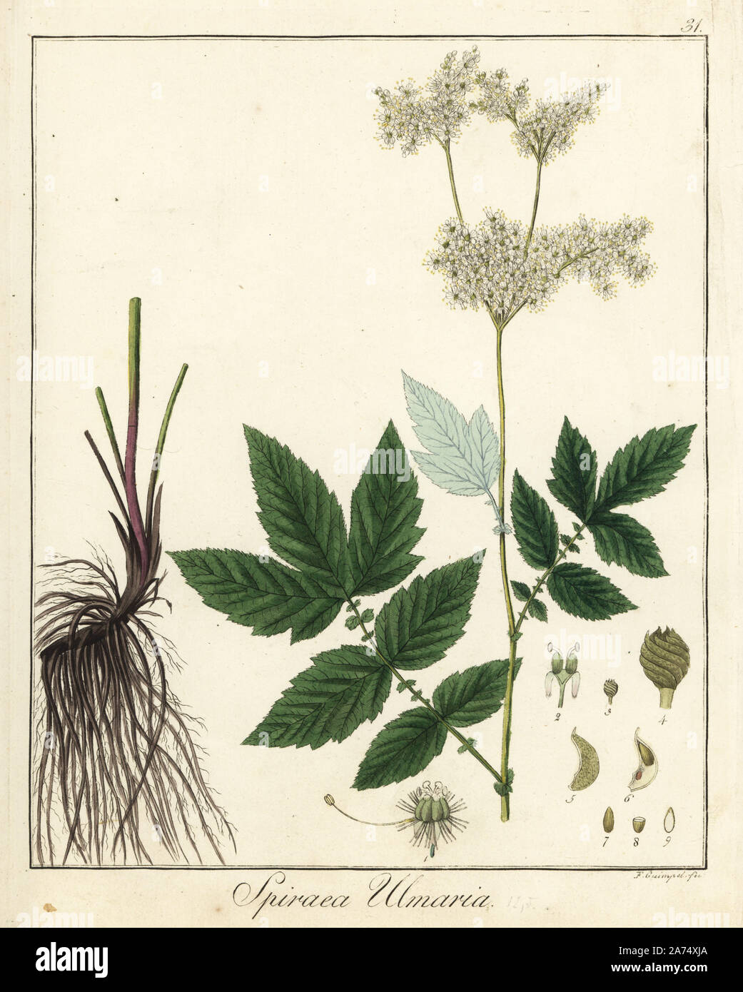 Spiraea Ulmaria High Resolution Stock Photography and Images - Alamy