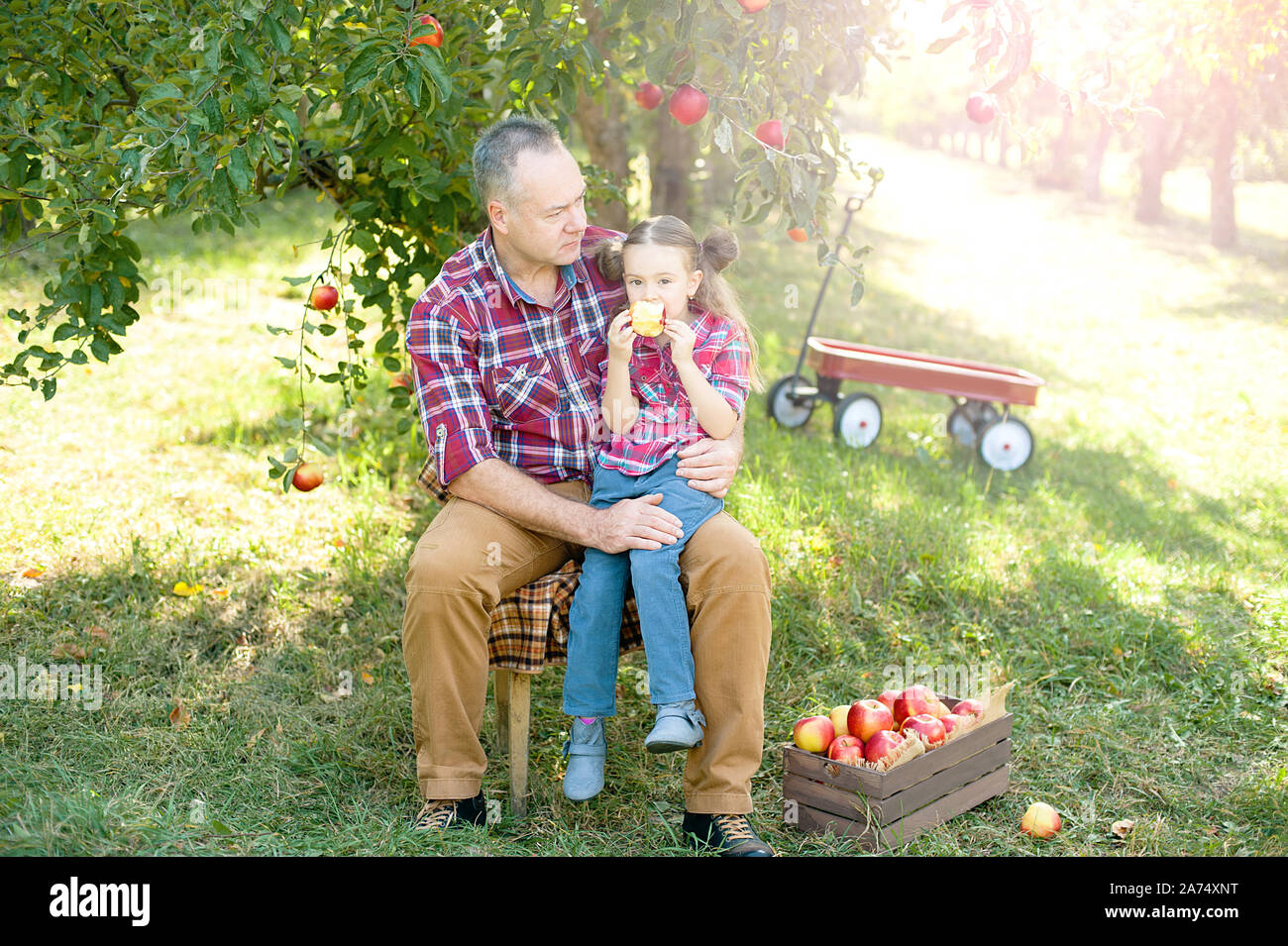grandfather with granddaughter with Apple in the Apple Orchard ...