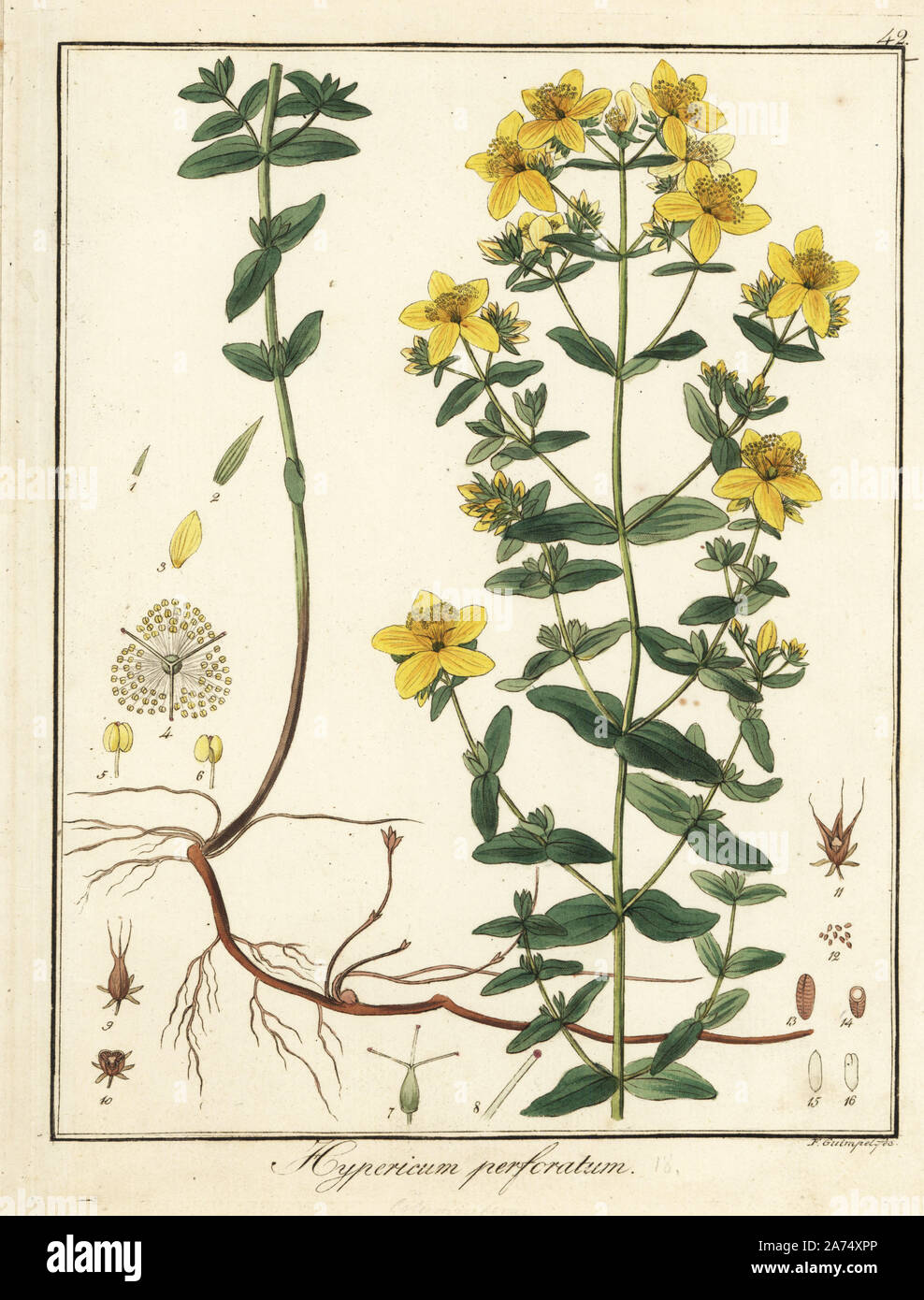 Hypericum perforatum engraving hi-res stock photography and images - Alamy