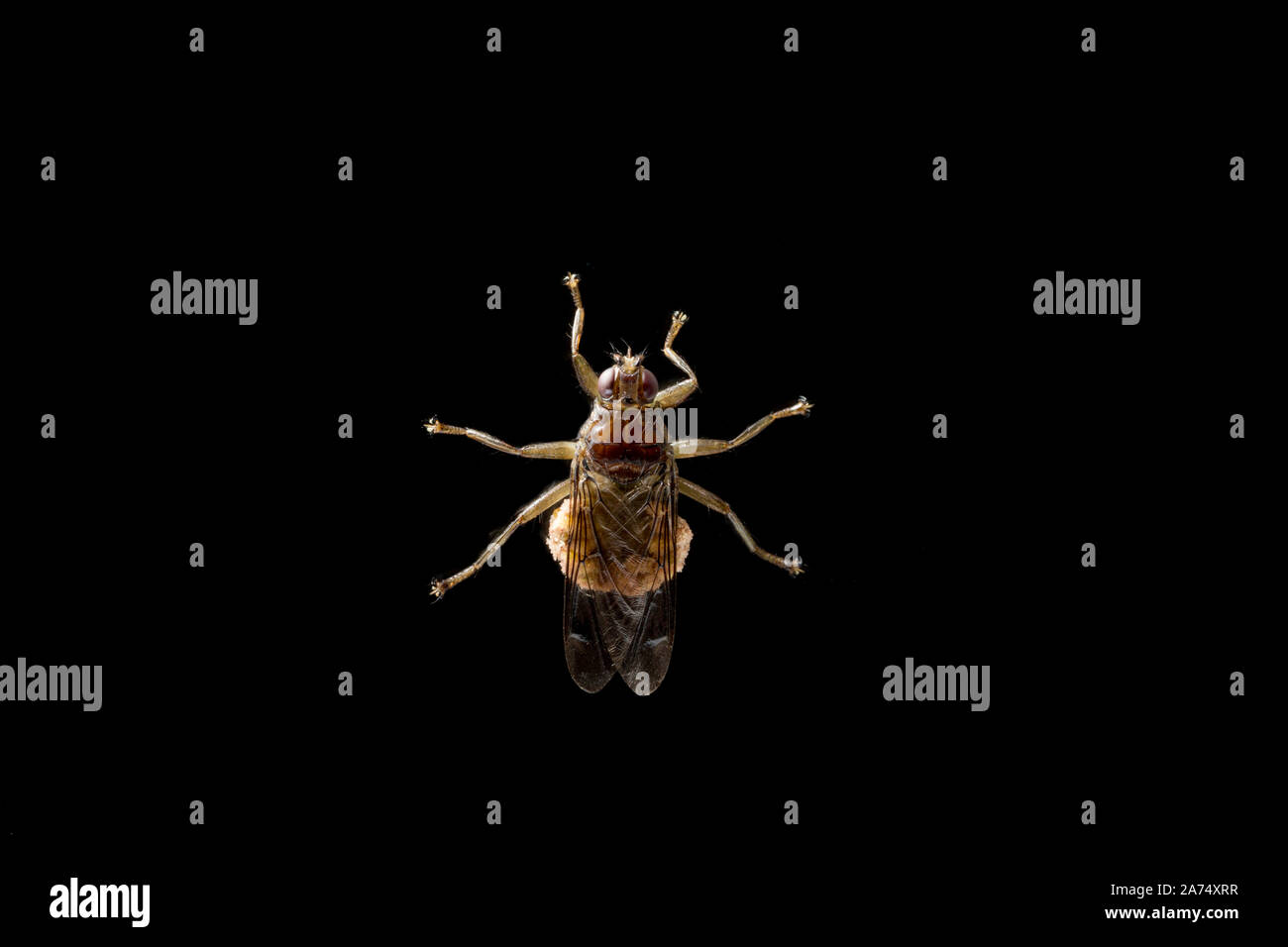Ed fly UK Stock Photo - Alamy