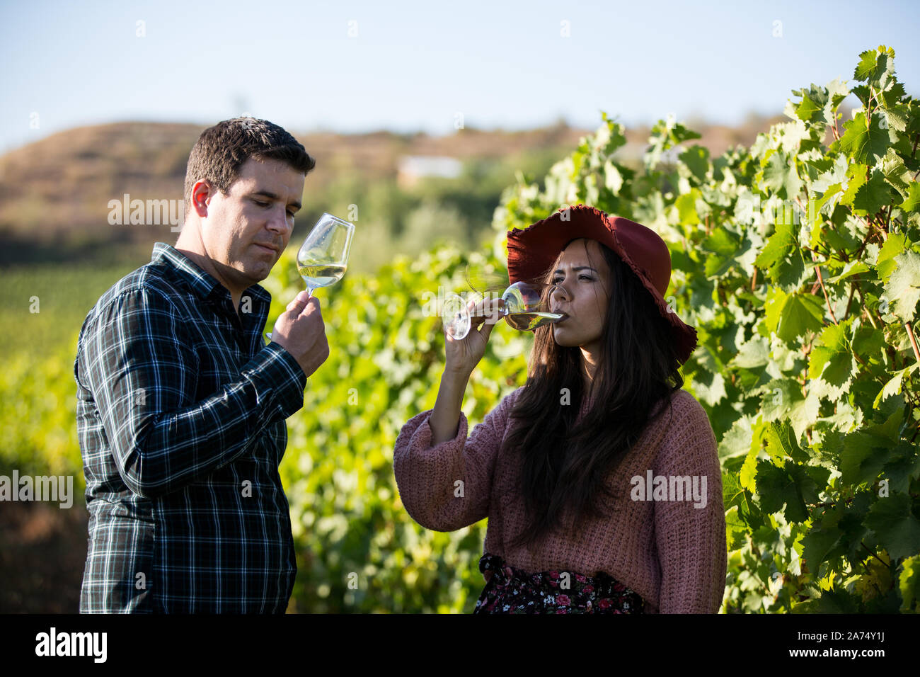 Romantic couple tasting wine from drinking glasses between vine rows ...