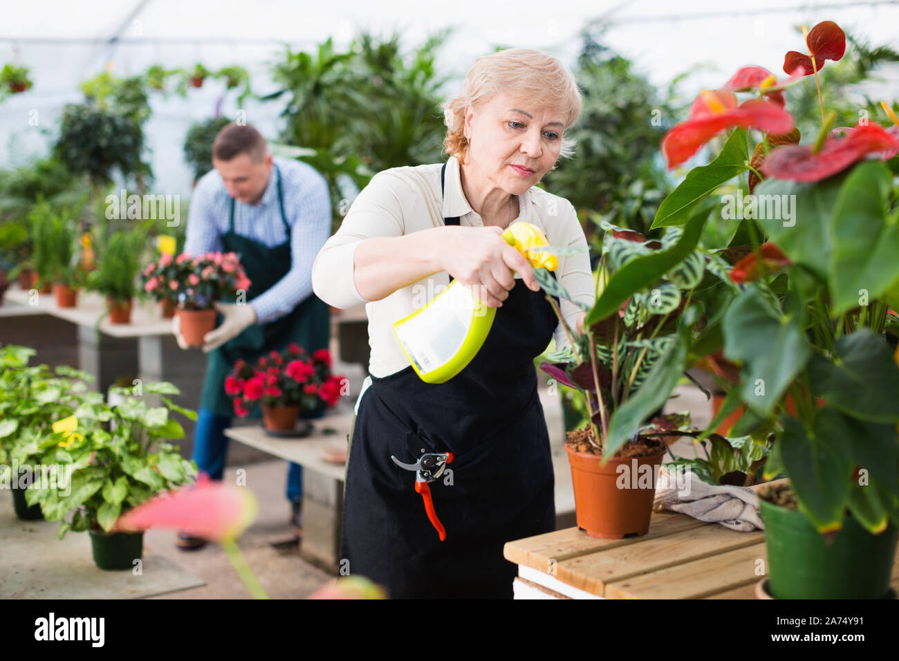 Two positive gardener are processing flowers with substances in ...