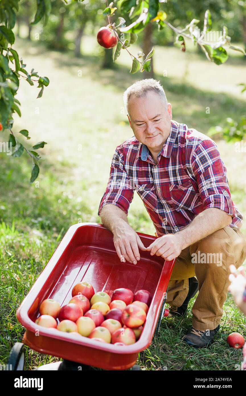 Old man with Apple in the Orchard. Grandfather with Organic Apple in ...