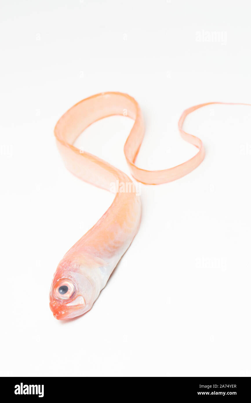 Red ribband fish hi-res stock photography and images - Alamy