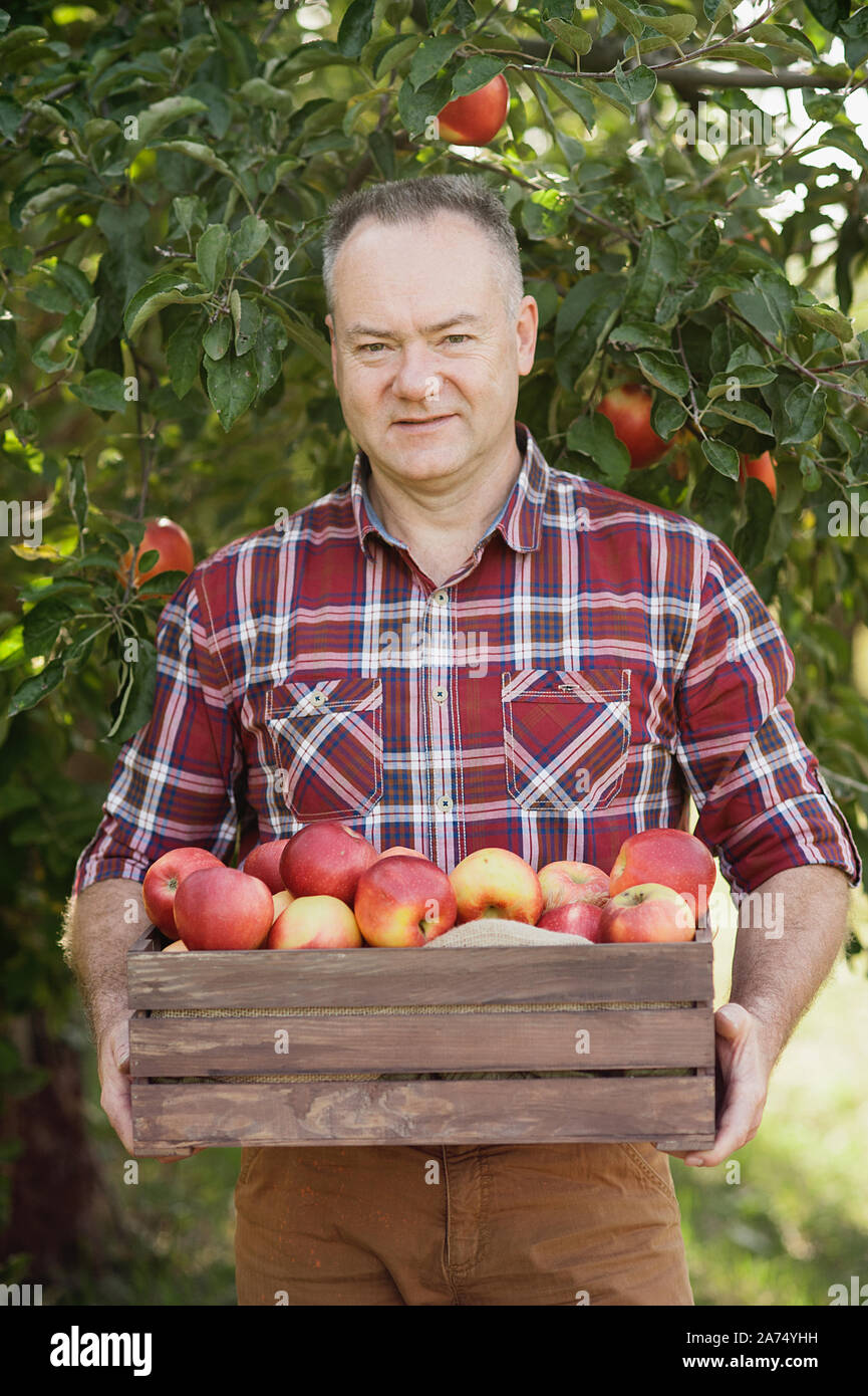 Old man with Apple in the Orchard. Grandfather with Organic Apple in ...