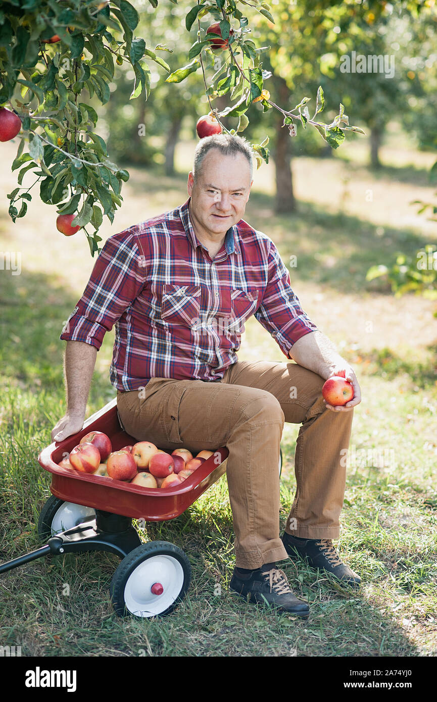 Old man with Apple in the Orchard. Grandfather with fruit in the garden ...