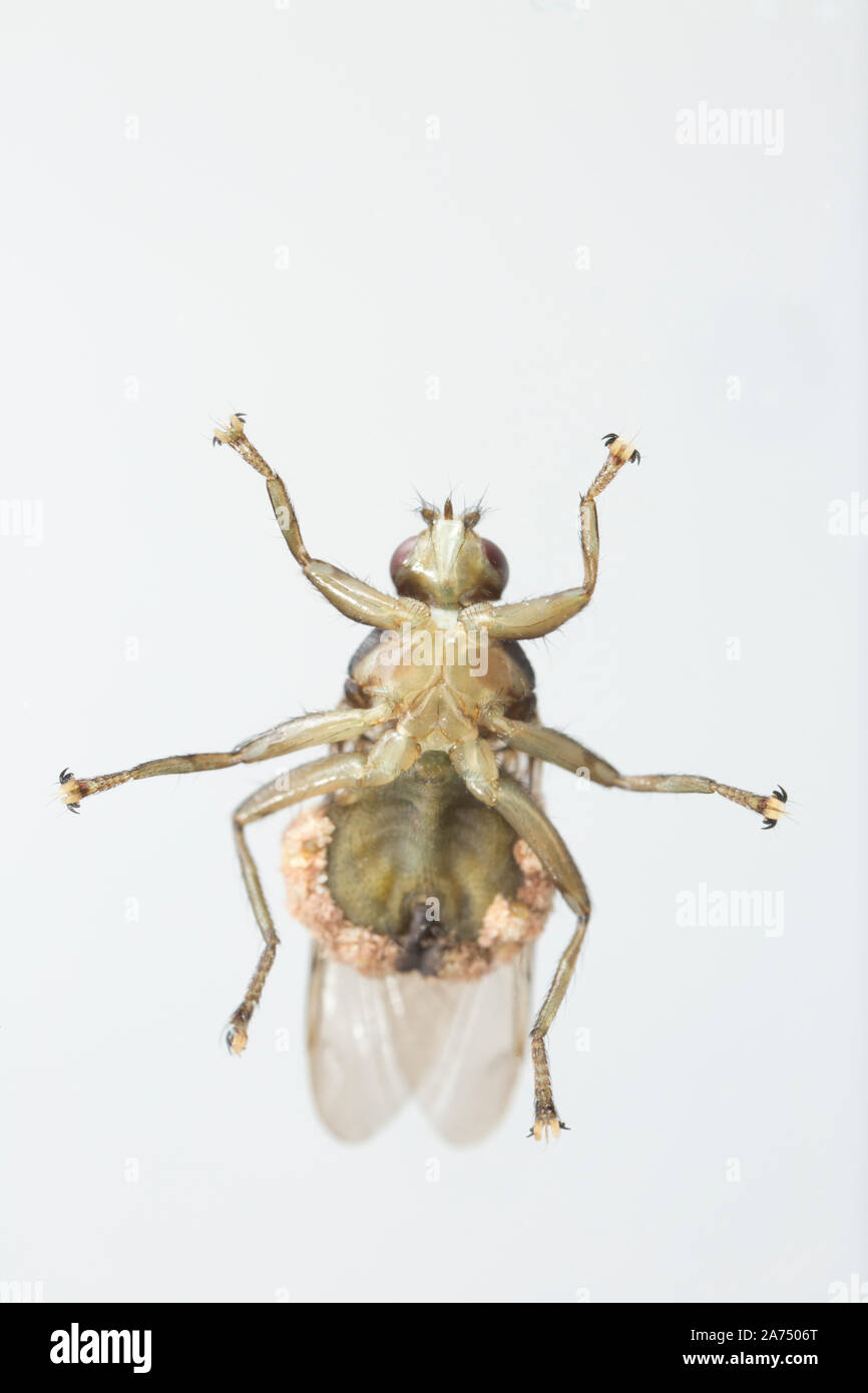 Ed fly UK Stock Photo - Alamy