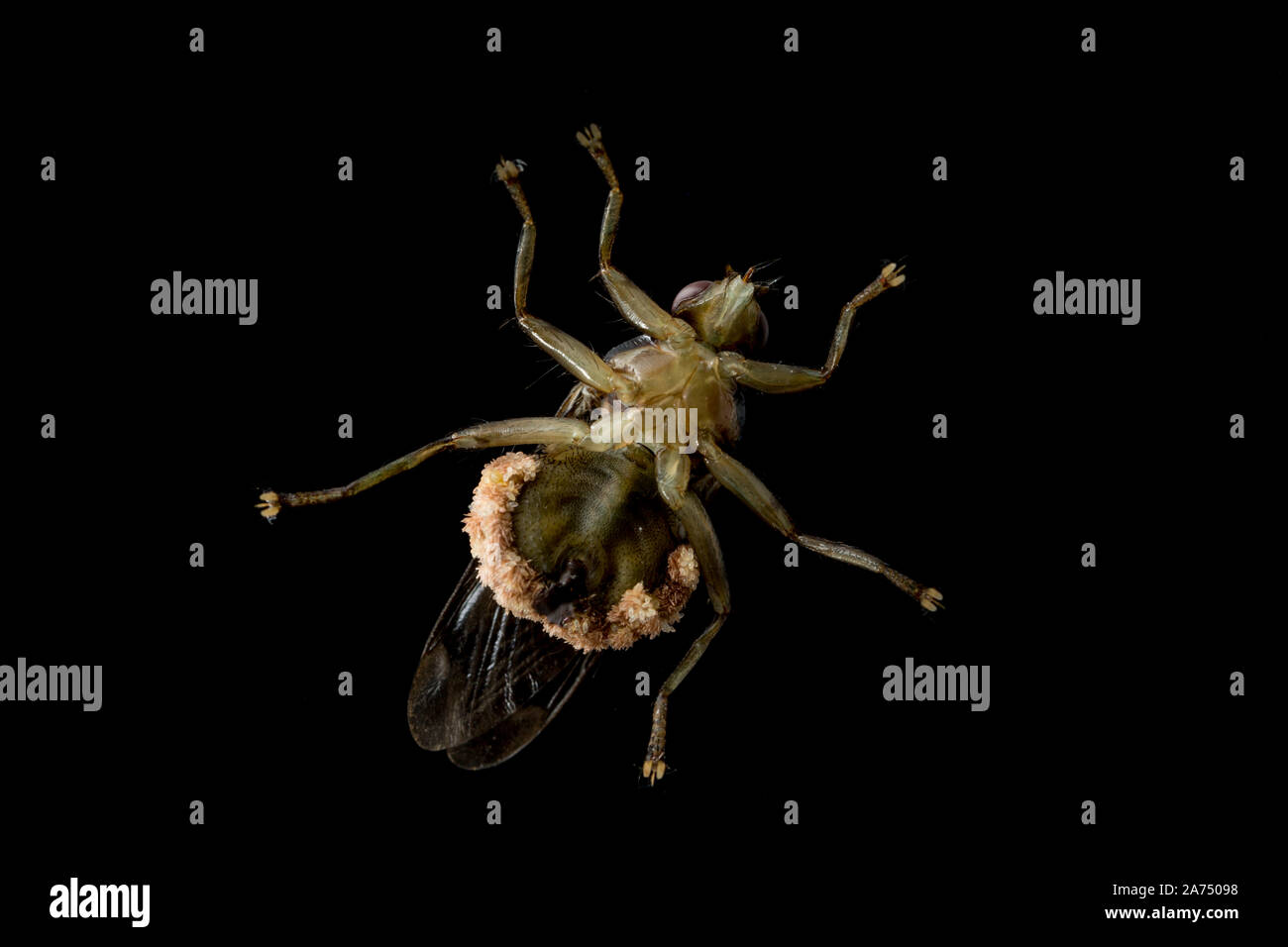 Bird lice hi-res stock photography and images - Alamy