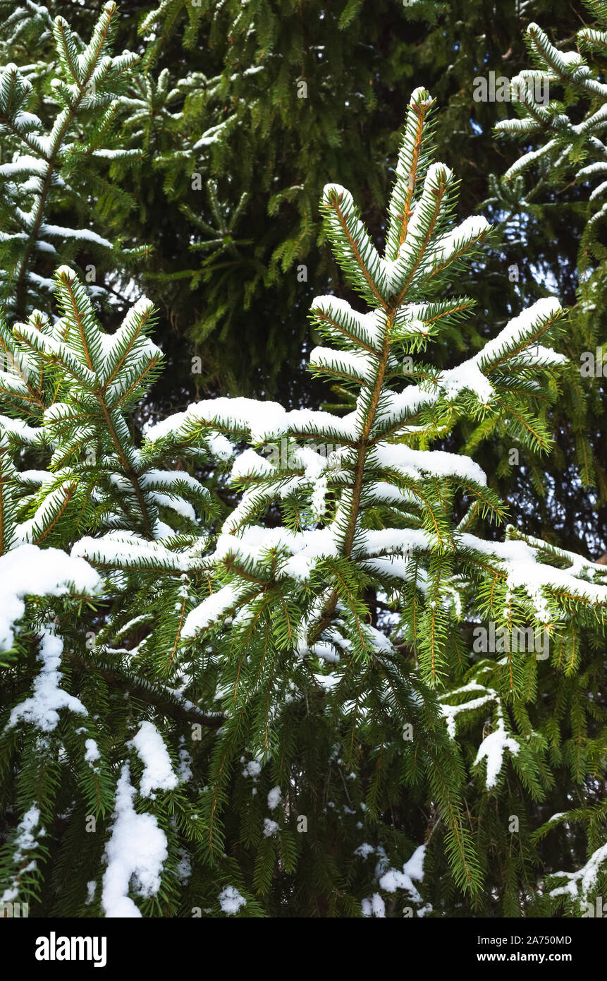 Snow vertical background hi-res stock photography and images - Alamy