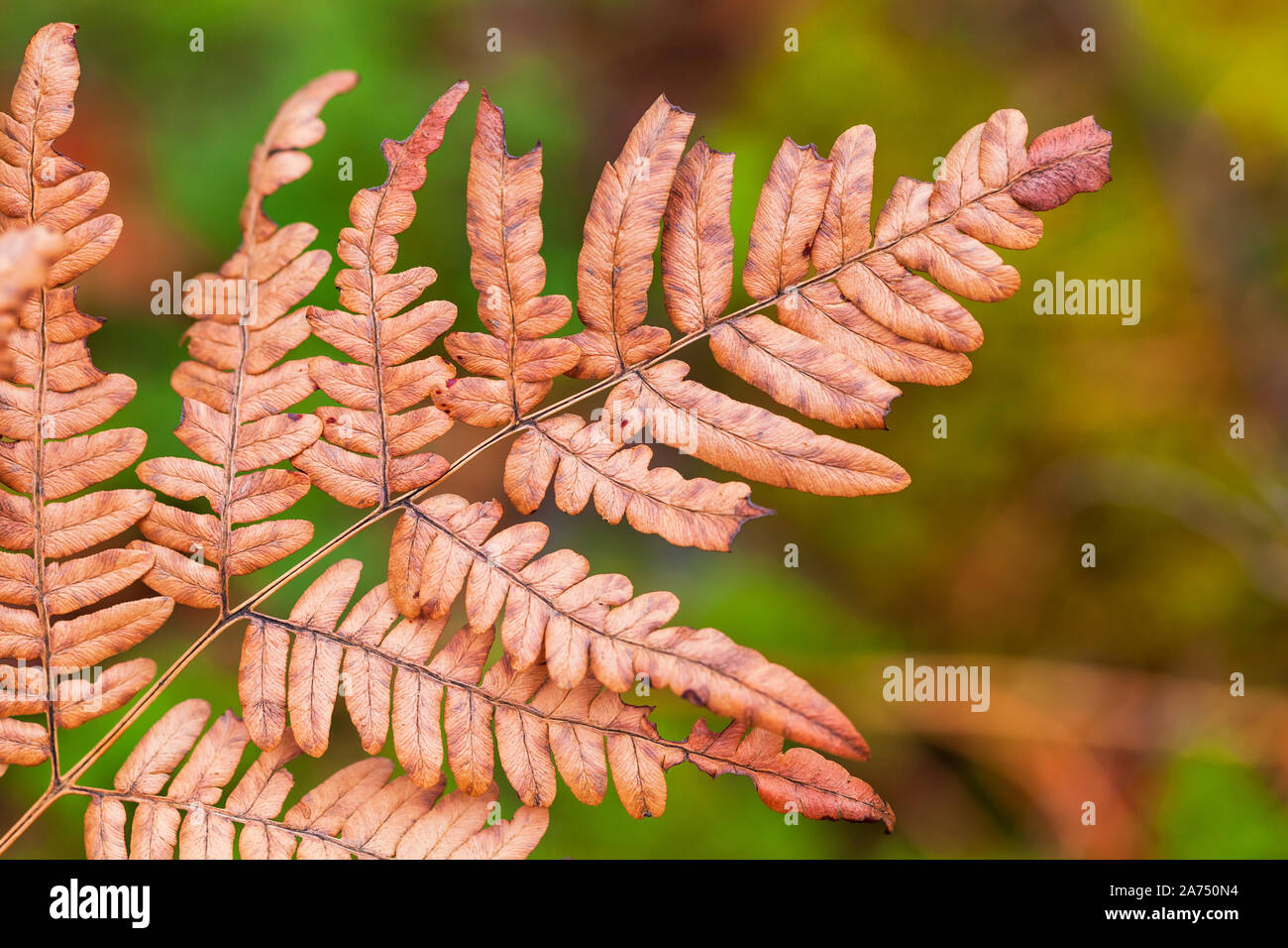 Autumn fern hi-res stock photography and images - Alamy