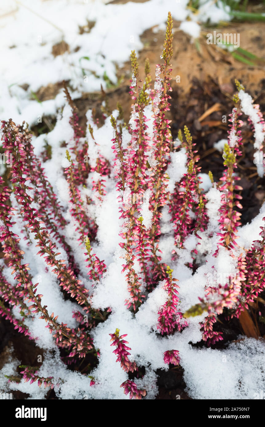 Purple heather flowers in snow. Calluna vulgaris known as common ...