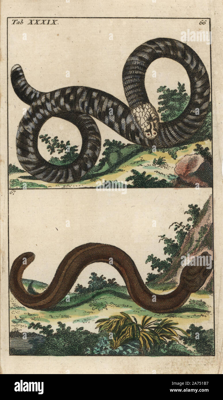 Black and white worm lizard, Amphisbaena fuliginosa 66, and Guayaquil ...