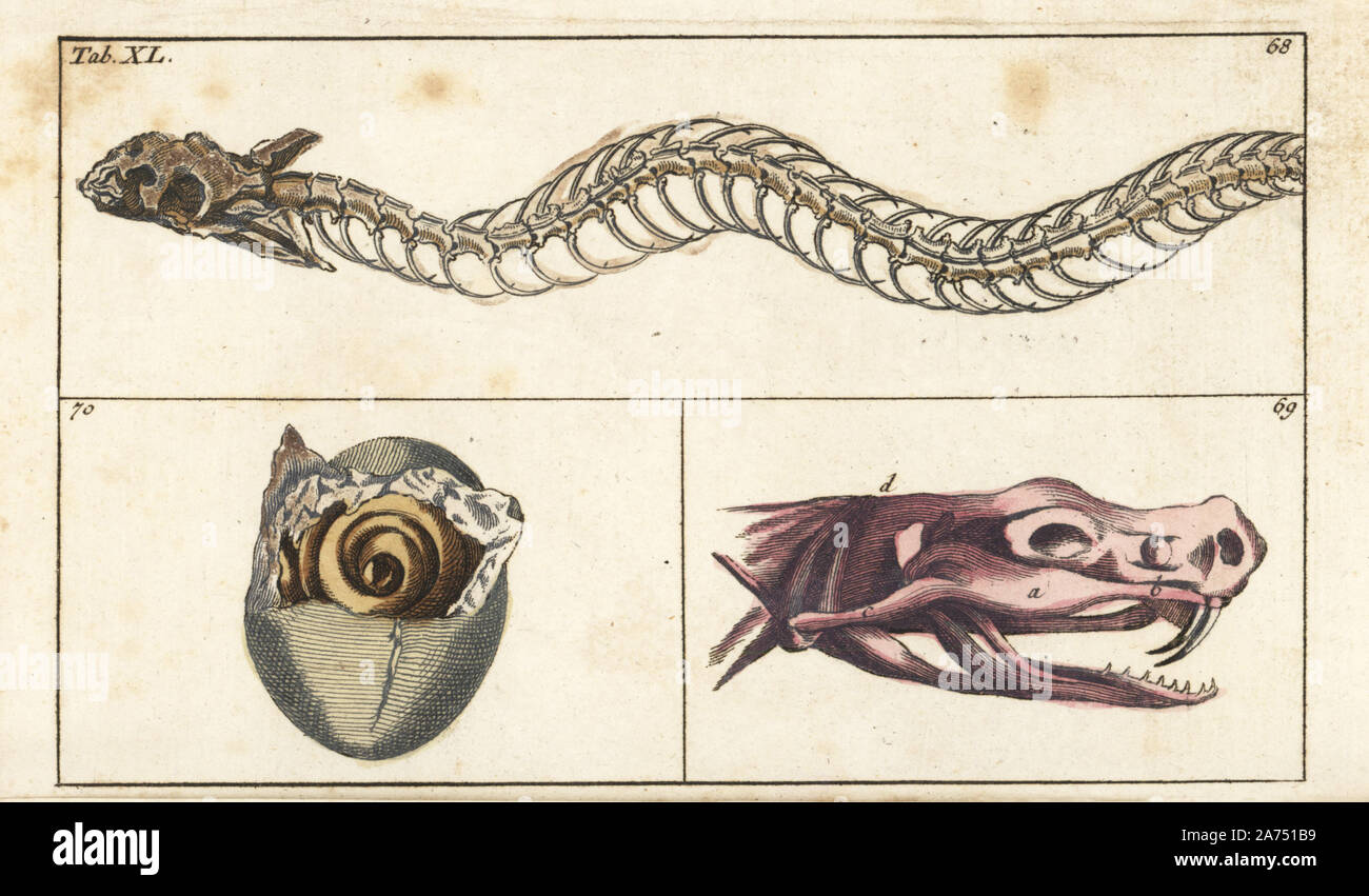 Snake skull hi-res stock photography and images - Alamy