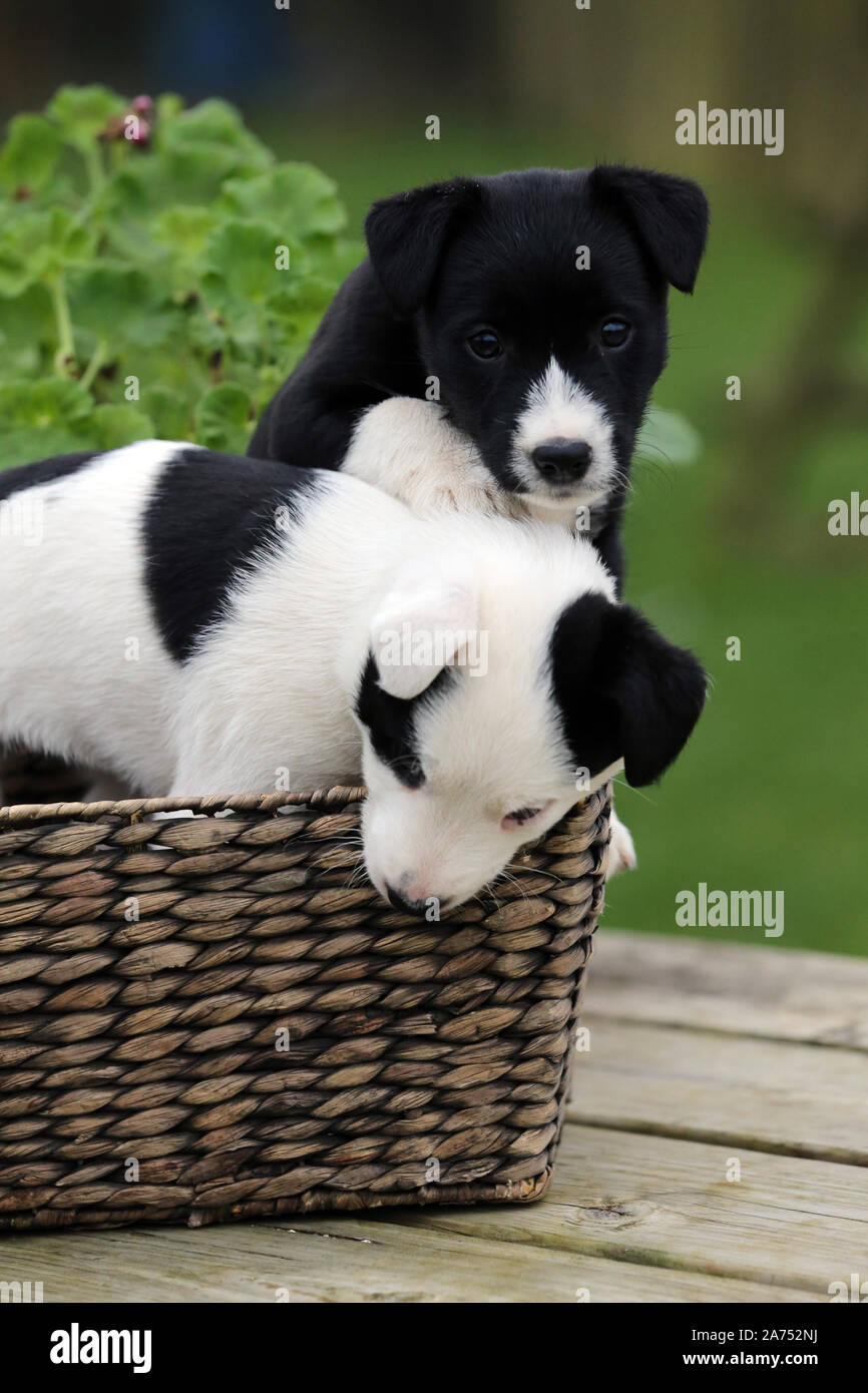 Border collie puppy in basket hi-res stock photography and images - Alamy