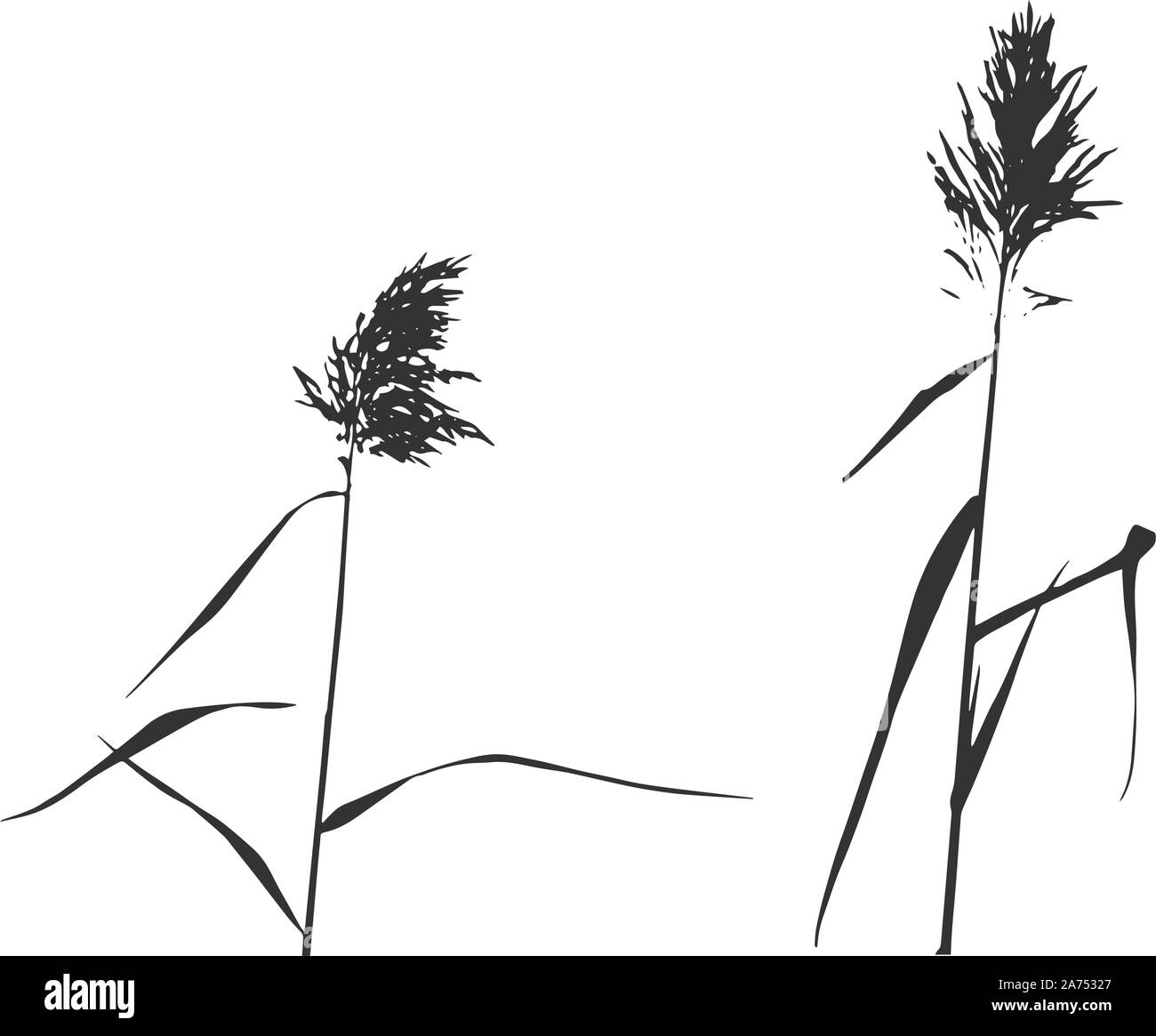 Silhouette of Reed Bush. Vector Illustration Stock Vector Image & Art ...